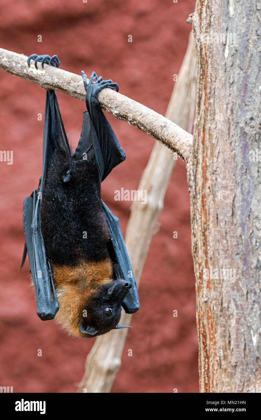 Flying Fox Pet