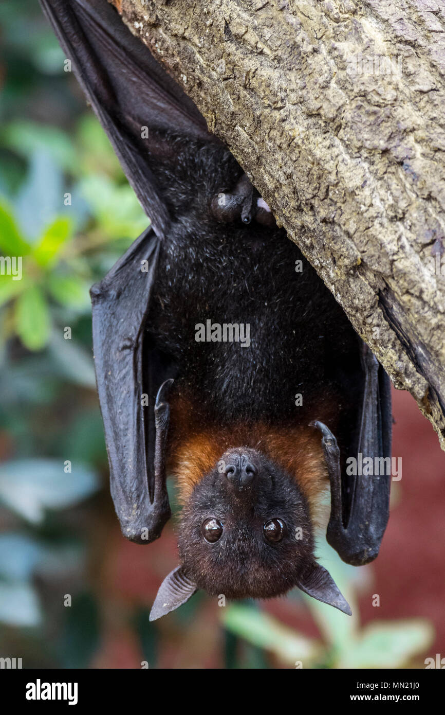 Lyle's flying fox (Pteropus lylei) native to Cambodia, Thailand and ...