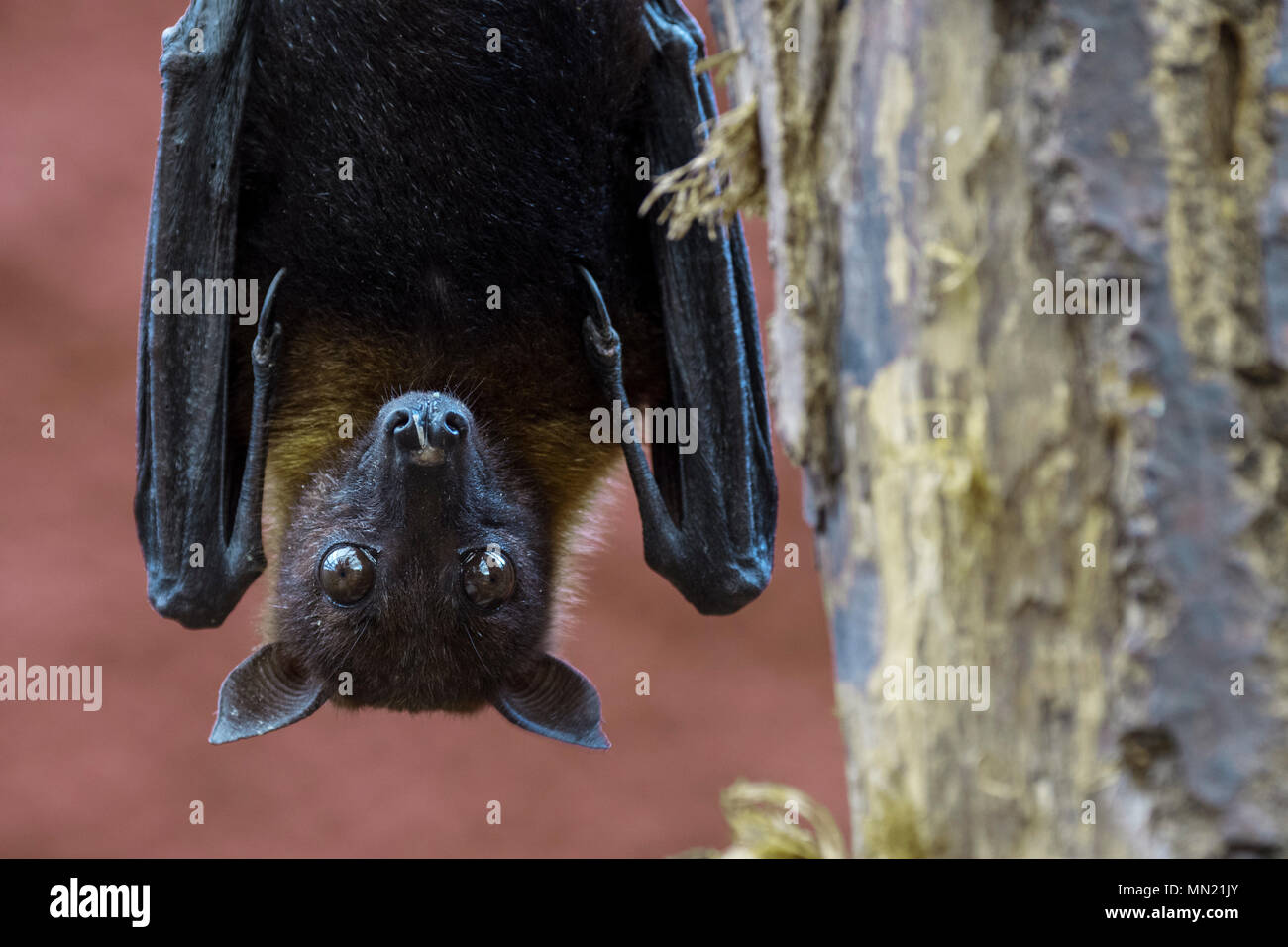 Flying foxes in tree hi-res stock photography and images - Alamy