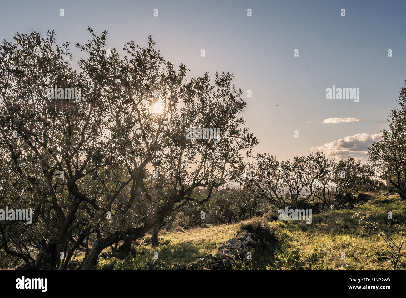 sun behind olive tree Stock Photo - Alamy