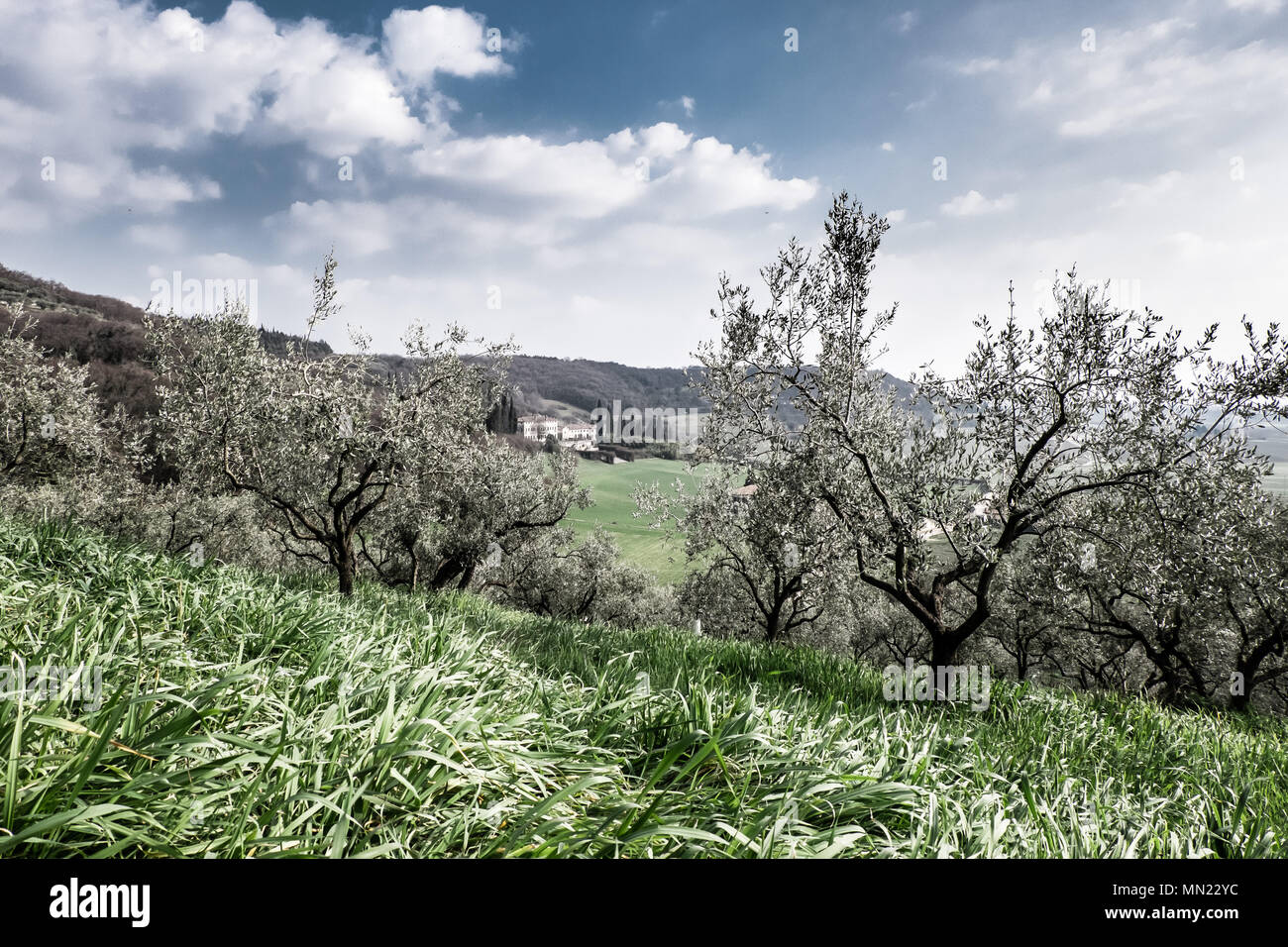 Italy verona olive tree hi-res stock photography and images - Alamy