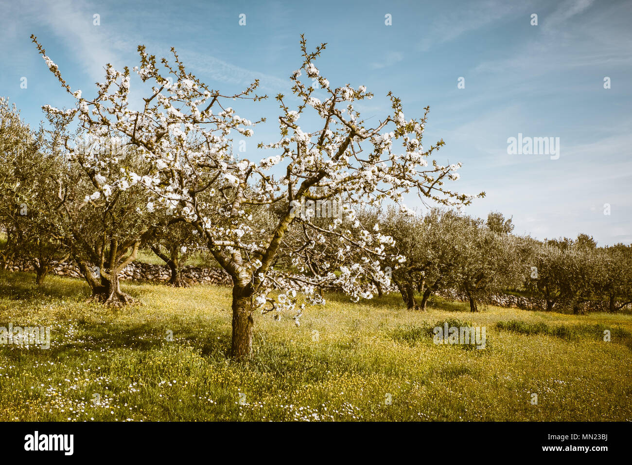 Cherry trees hill italy hi-res stock photography and images - Alamy