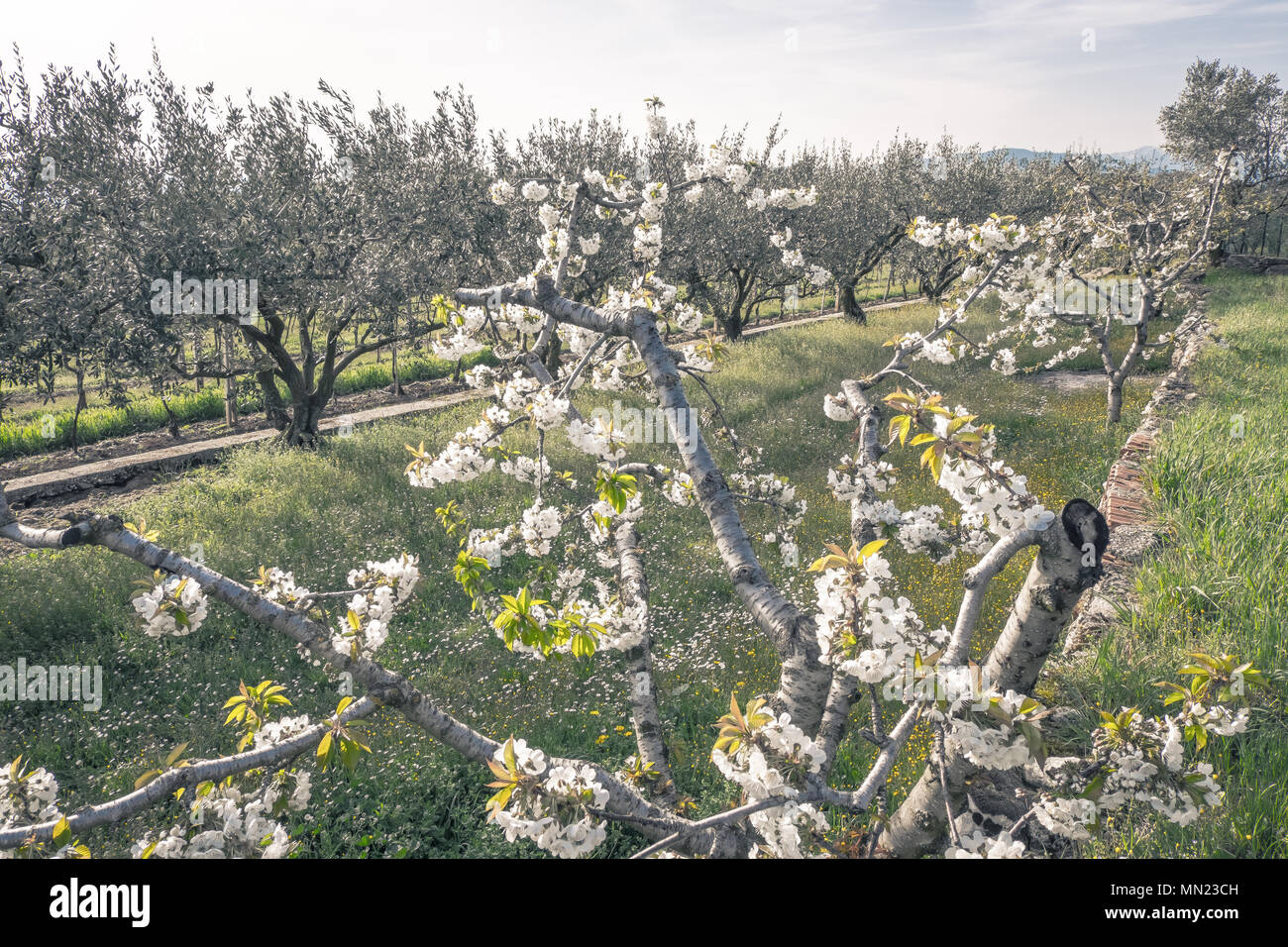 Olive trees southern italy hi-res stock photography and images - Alamy