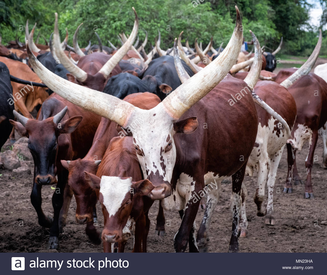 Ankole Cattle Stock Photos & Ankole Cattle Stock Images - Alamy