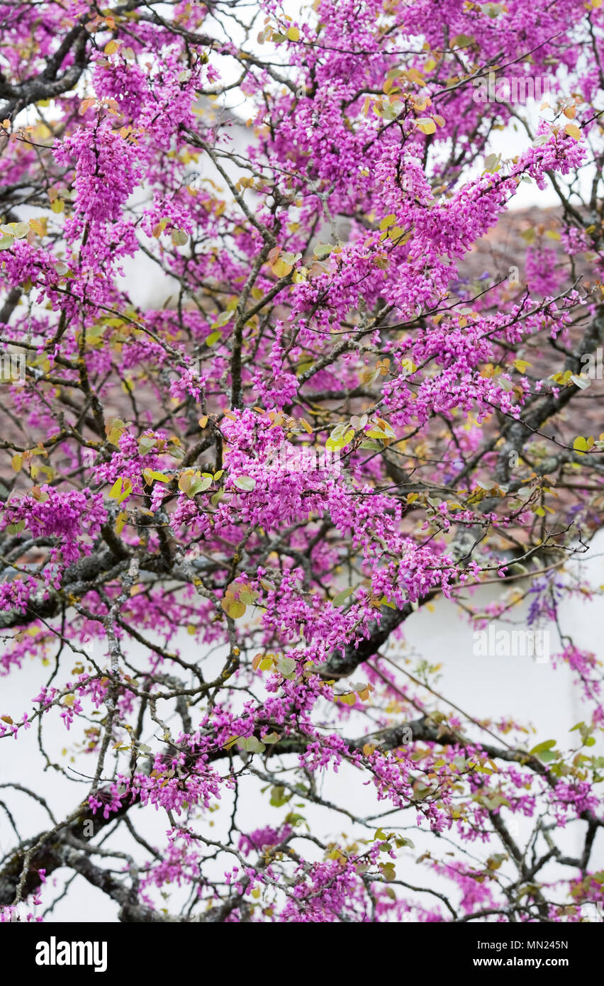 Cercis siliquastrum flowering in Spring. Judas tree Stock Photo - Alamy