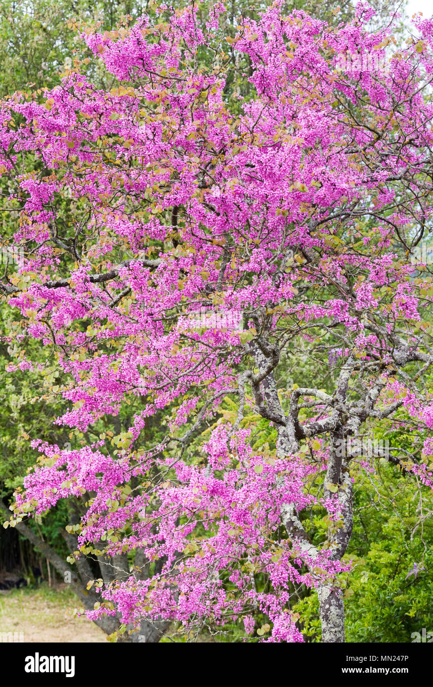 Cercis siliquastrum flowering in Spring. Judas tree Stock Photo - Alamy