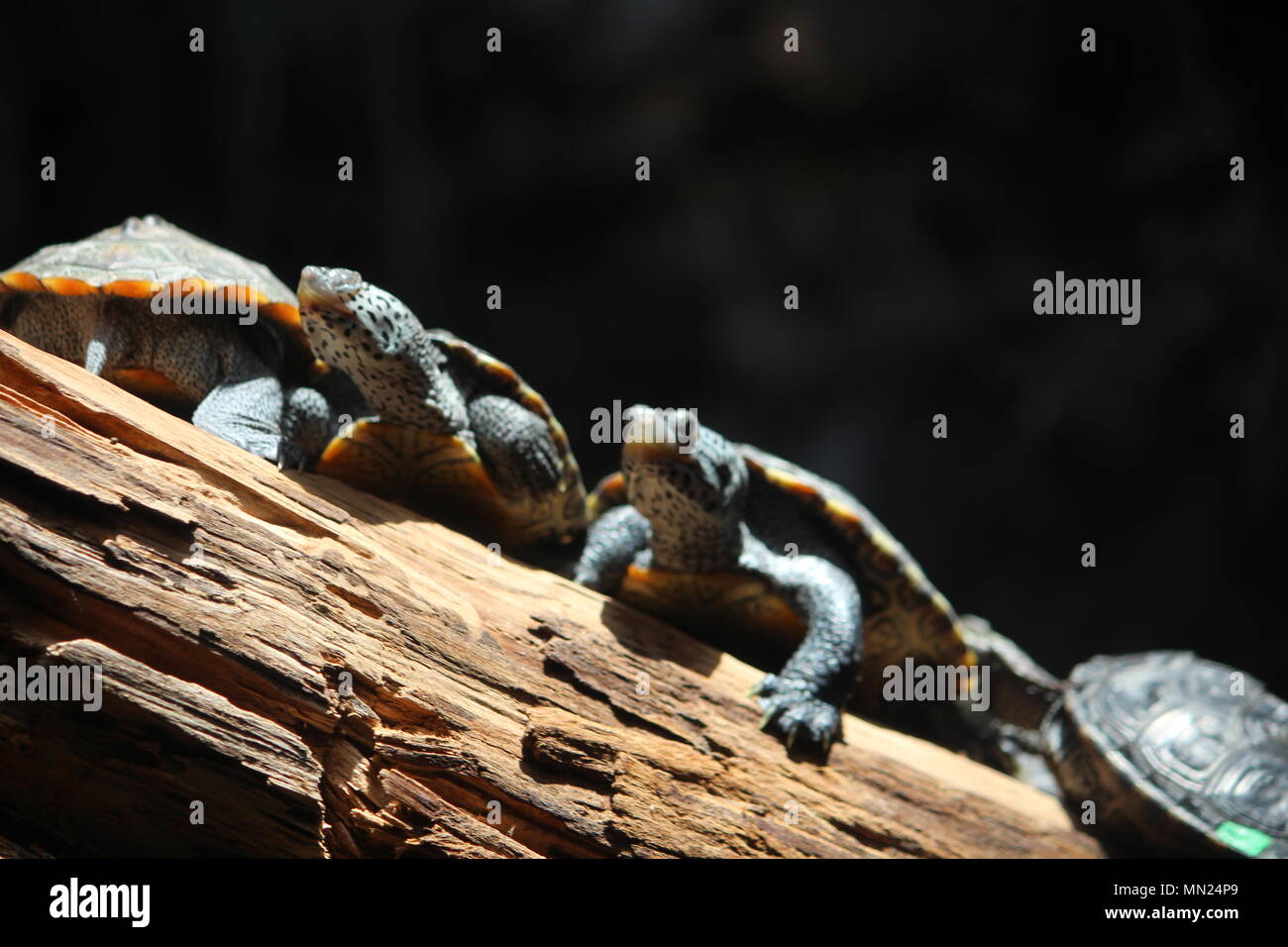 Turtles on a log hi-res stock photography and images - Alamy