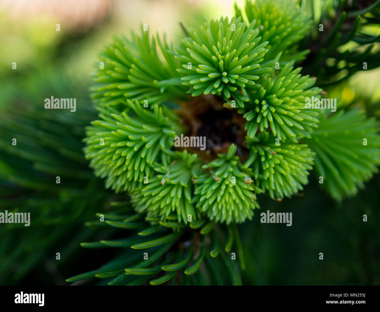 Close-up: new light green soft needles of spruce Acrocona, rare species ...