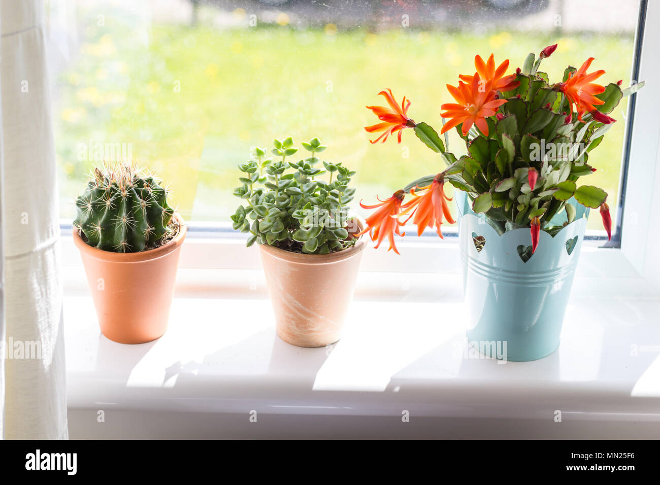Beautiful, trendy succulents on the window sill, close up shot Stock ...