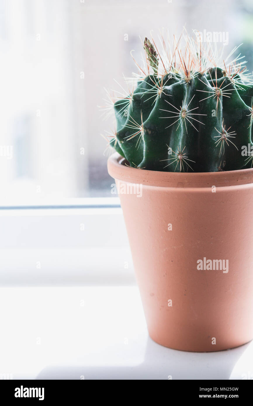 Trendy cactus on the window sill close up Stock Photo - Alamy