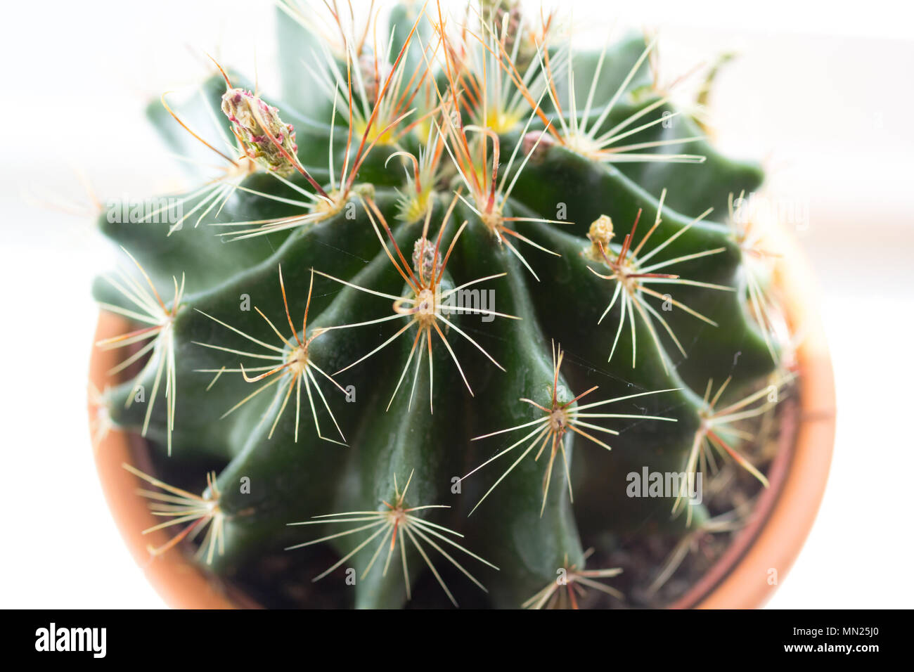 Trendy cactus on the window sill close up Stock Photo - Alamy