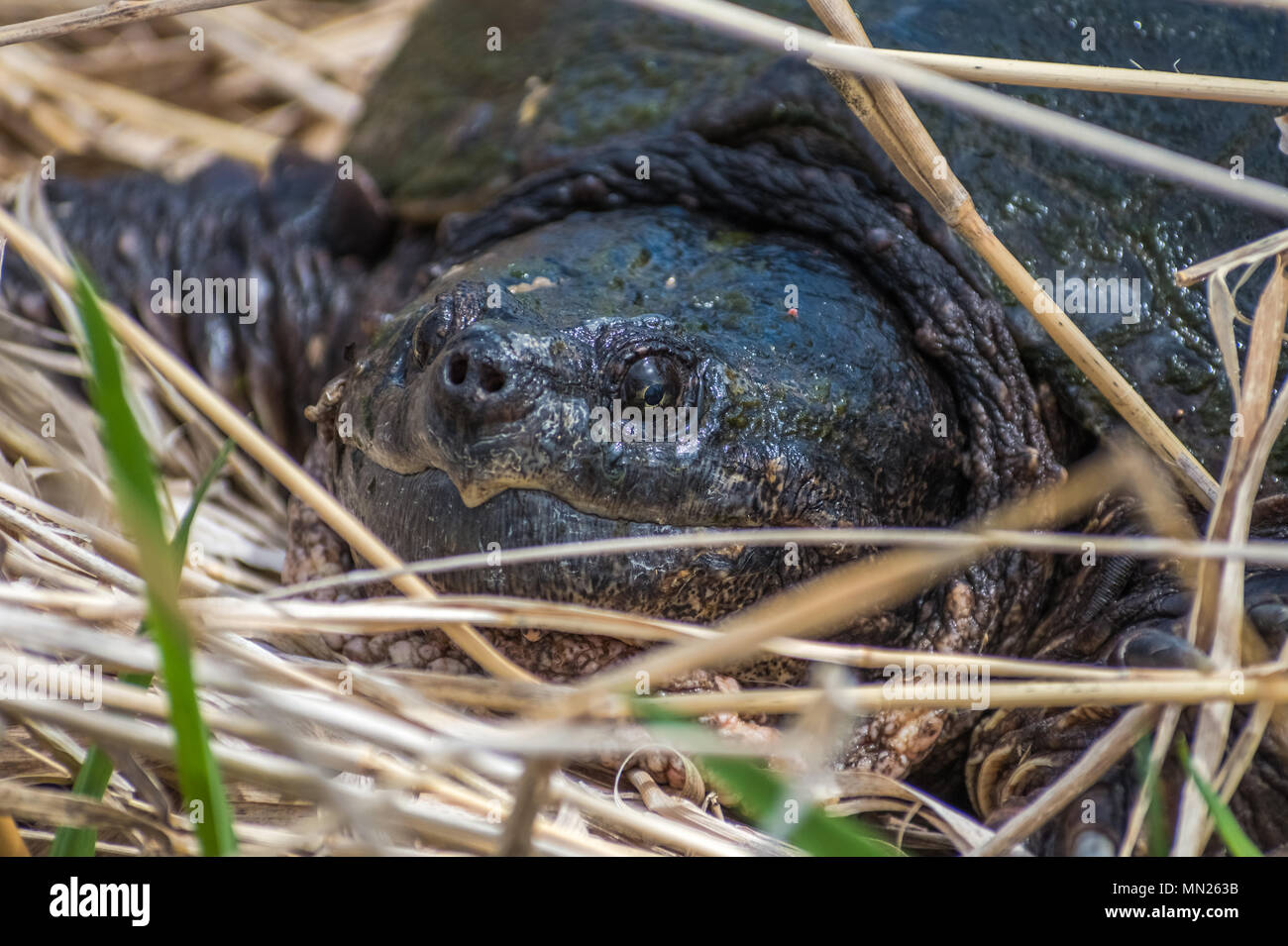 Snapping turtle cute amphibian hi-res stock photography and images - Alamy