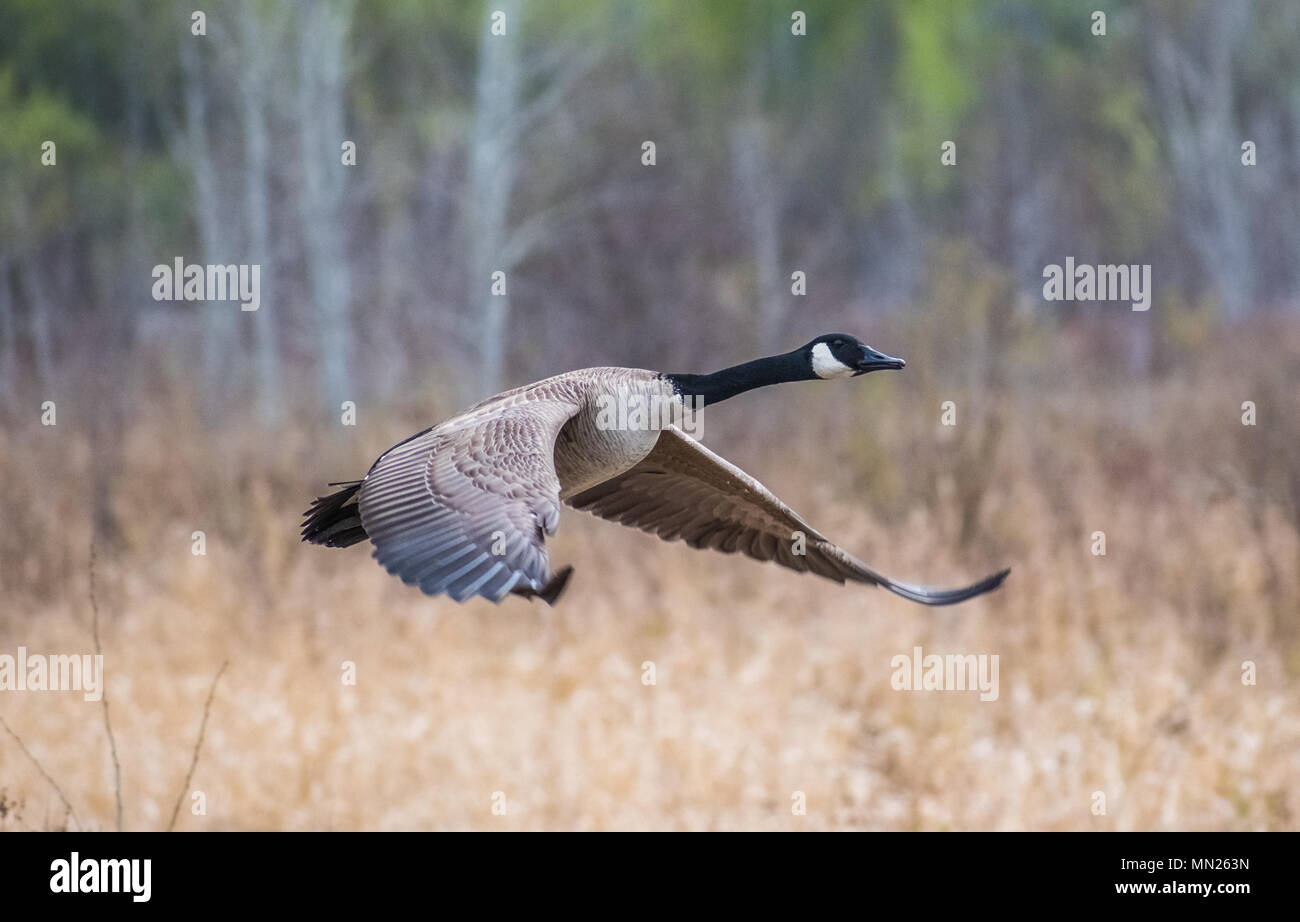canada goose flying over marsh Stock Photo - Alamy