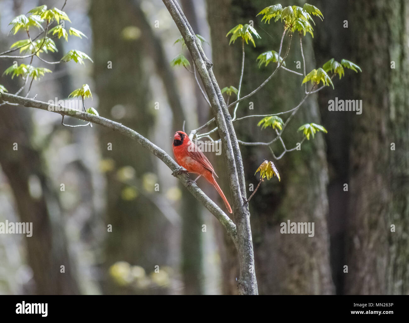 red cardinal on tree branch Stock Photo - Alamy