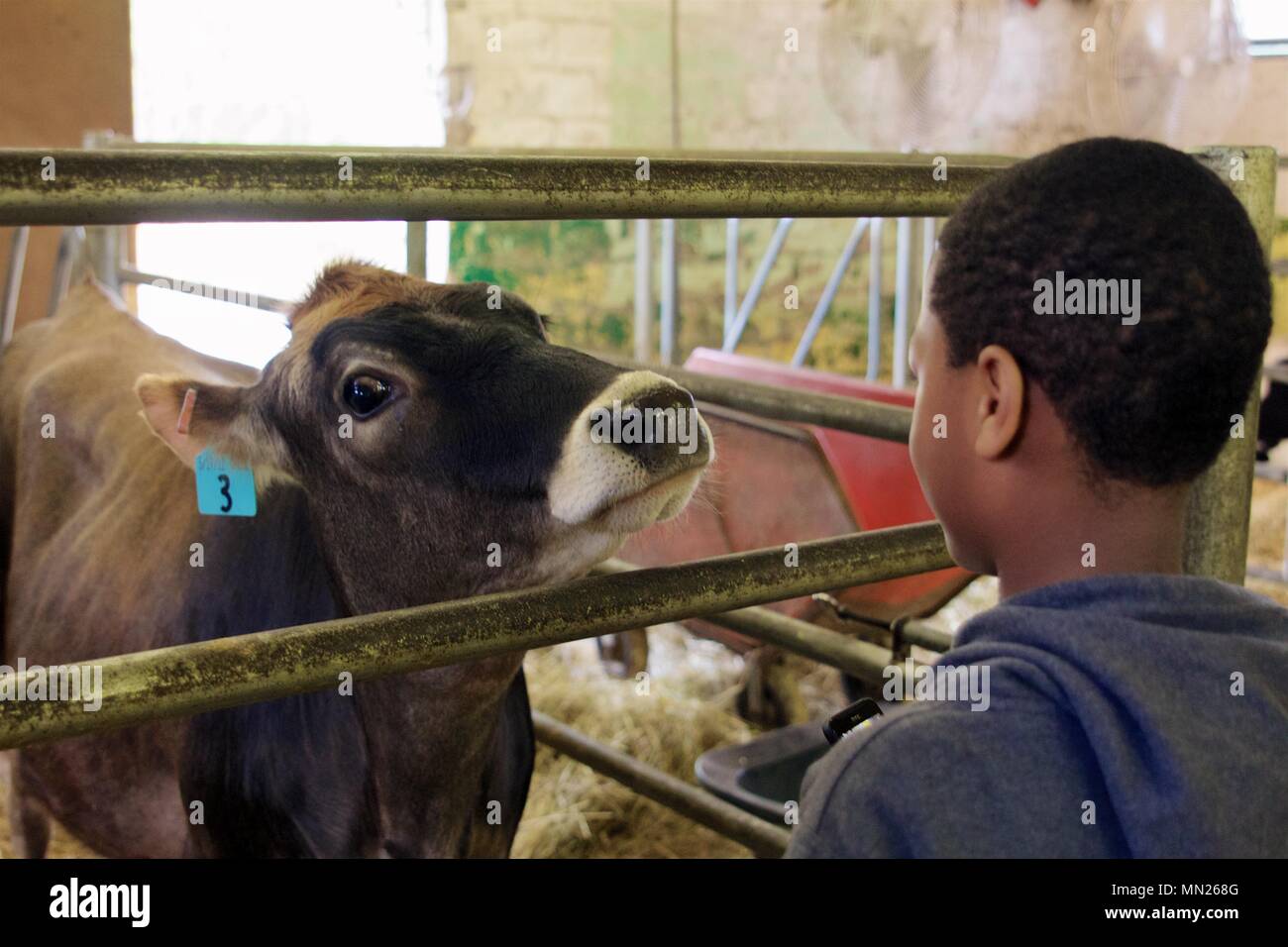 African cow boy hi-res stock photography and images - Alamy