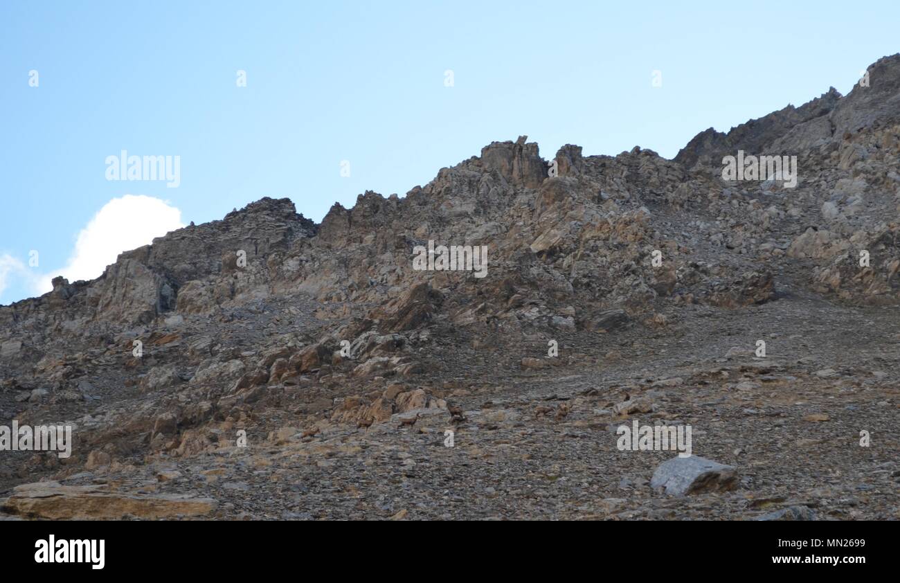 A herd of Pyrenean chamois (Rupicapra pirenaica) in the Posets massif ...