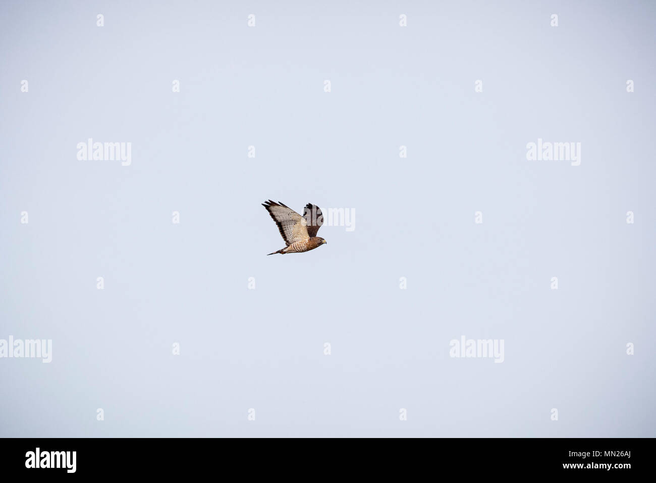 Broad winged hawk hi-res stock photography and images - Alamy