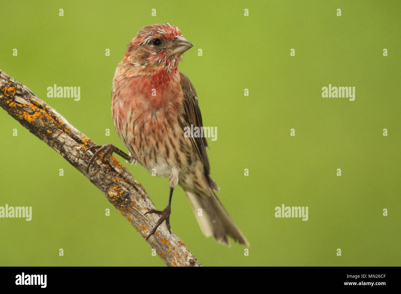 Beautiful house finch hi-res stock photography and images - Alamy