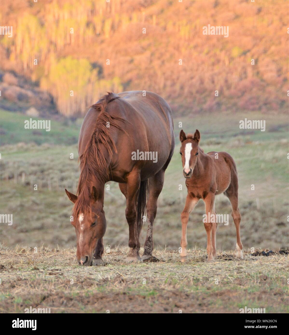 Anatomny hi-res stock photography and images - Alamy