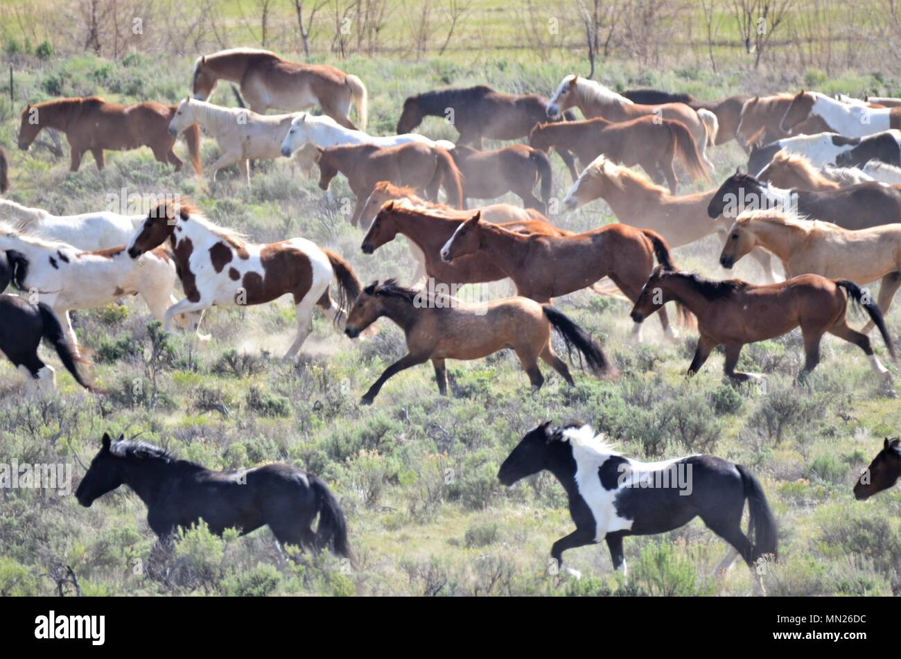 Horse Herd Galloping High Resolution Stock Photography and Images - Alamy