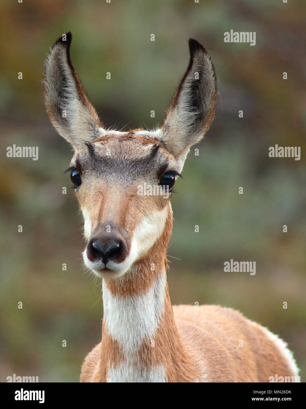 Baby pronghorn hi-res stock photography and images - Alamy