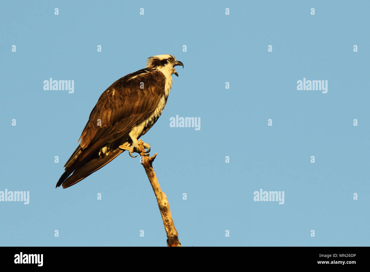 An Osprey calling loudly from a perch during breeding season Stock ...