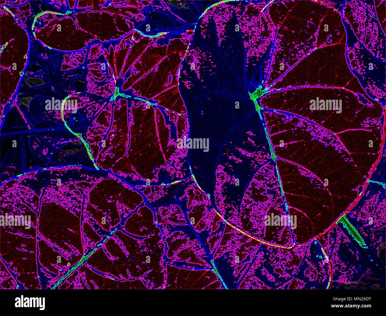 Abstract forest background Stock Photo - Alamy