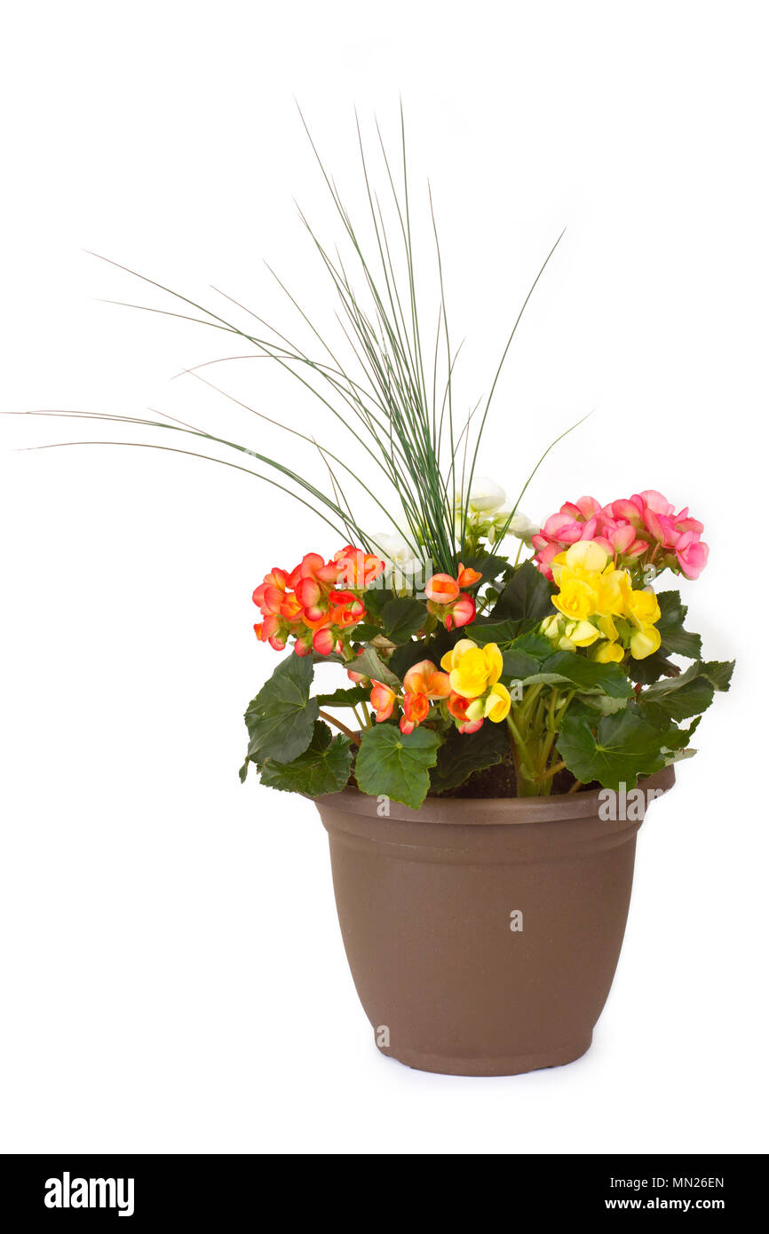 Plant in pot garden hi-res stock photography and images - Alamy