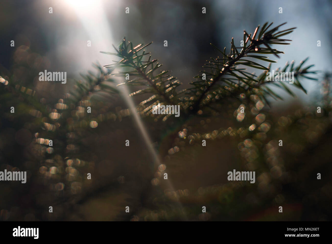 Spruce sprig with new needles Stock Photo - Alamy