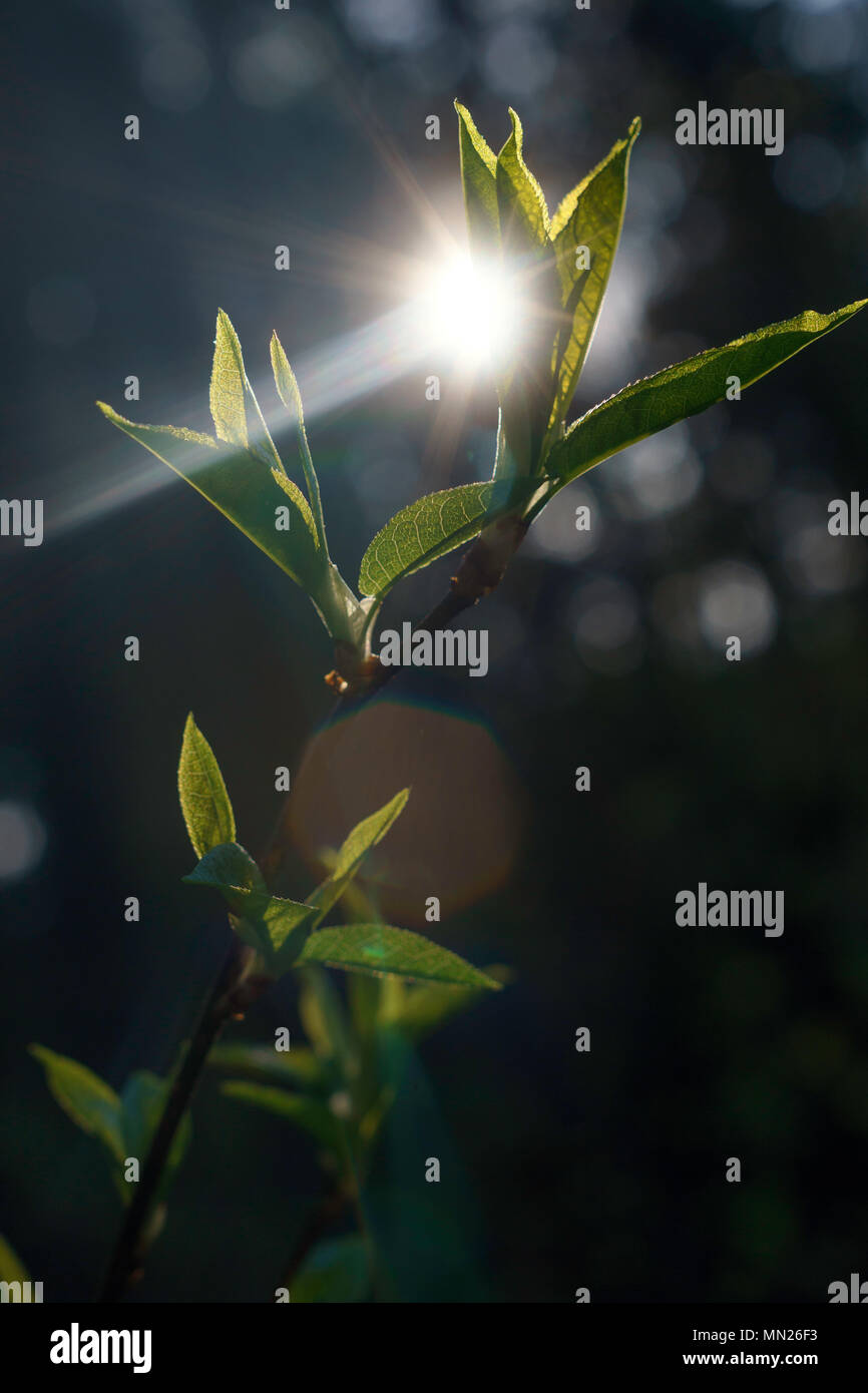 Fresh twig with new leaves Stock Photo - Alamy