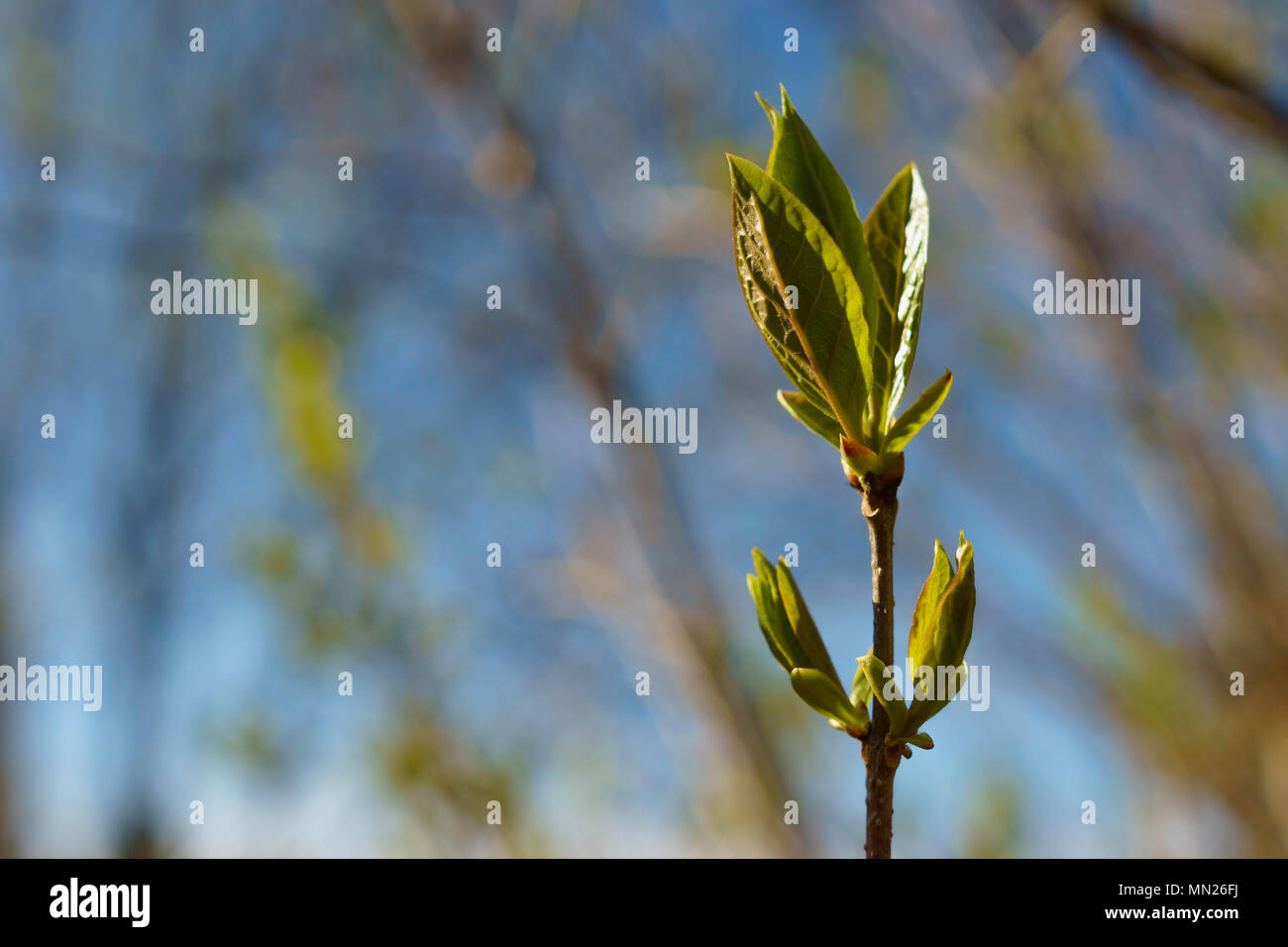 Fresh new plant hi-res stock photography and images - Alamy