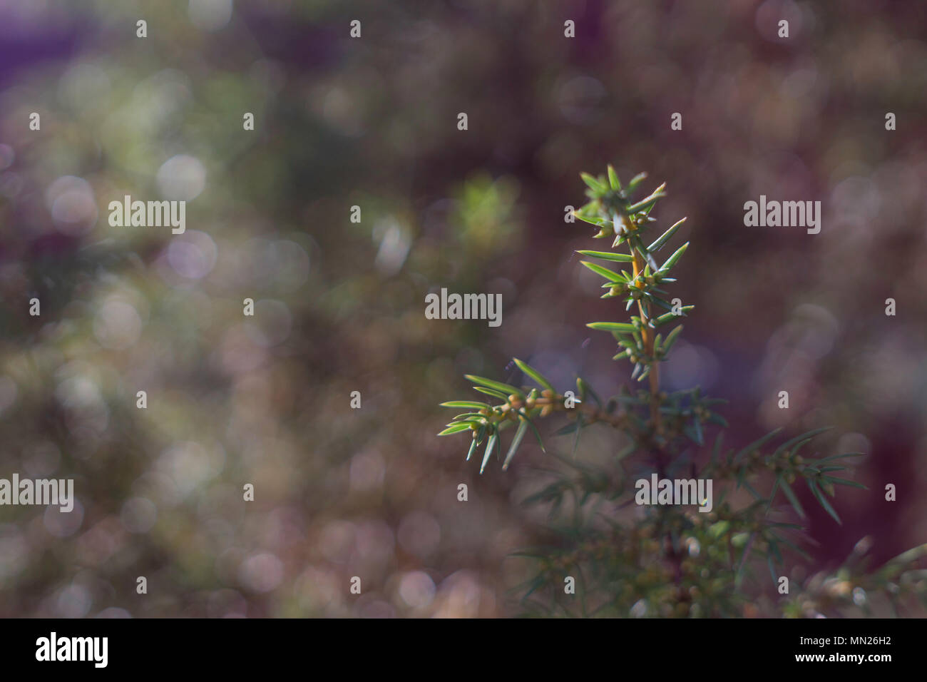 New needles hi-res stock photography and images - Alamy