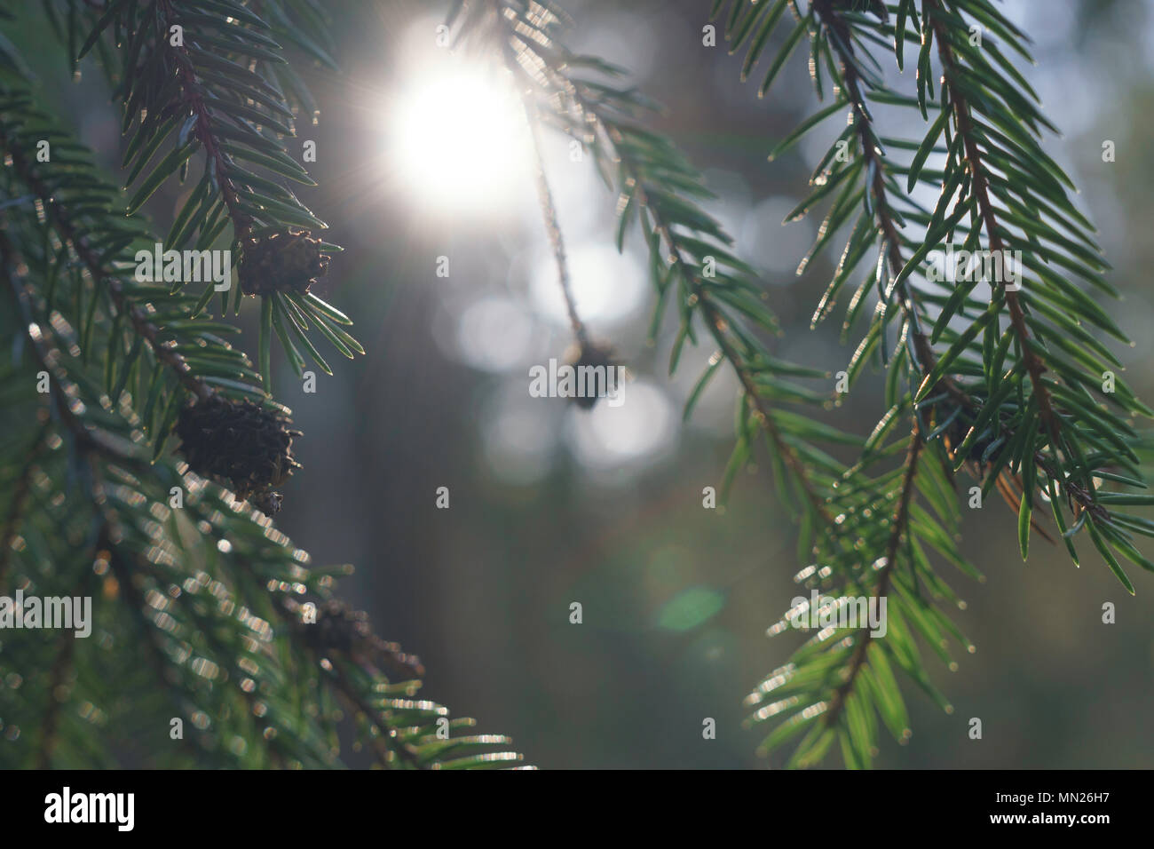 Spruce sprig with new needles Stock Photo - Alamy