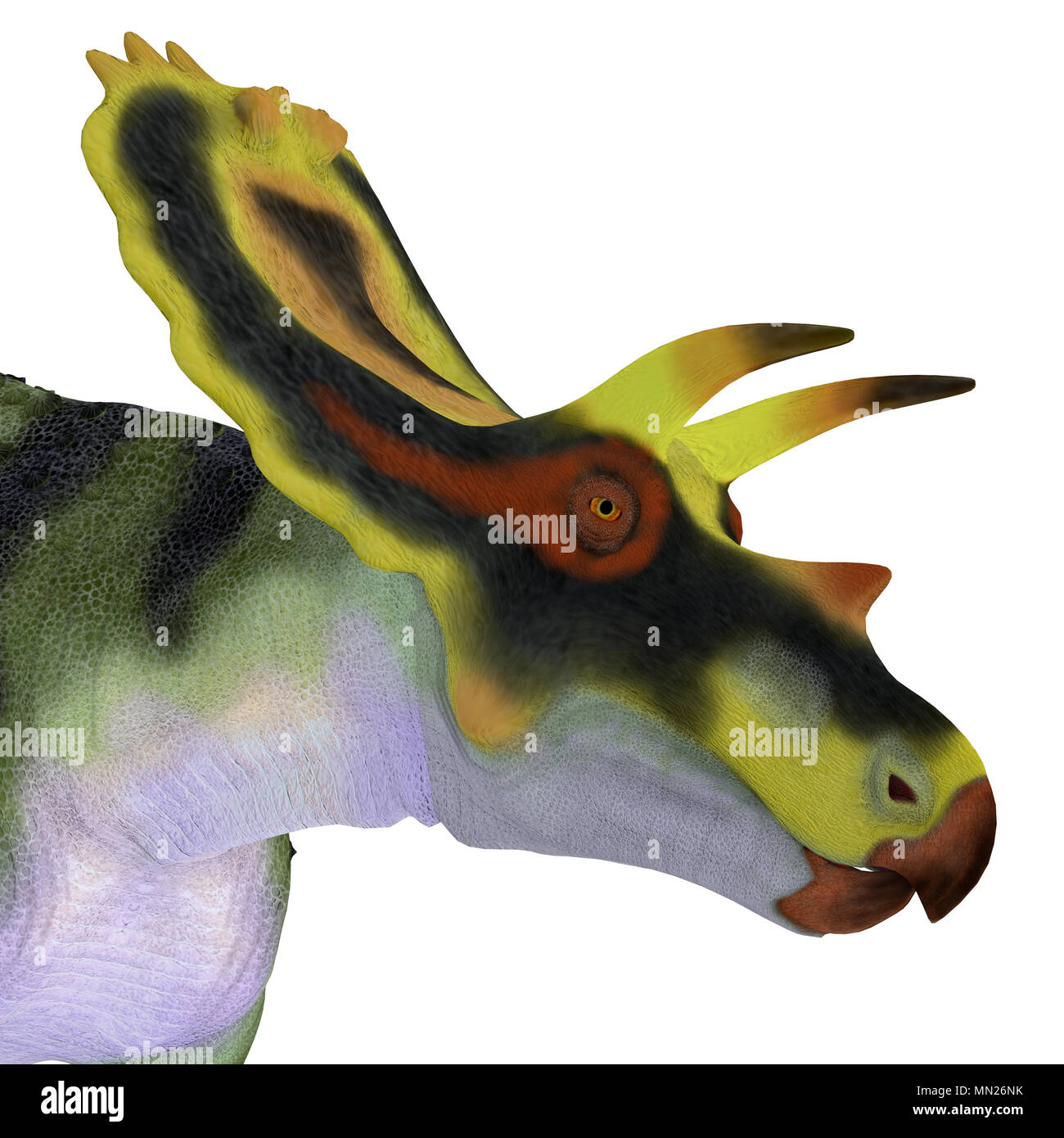 Anchiceratops Dinosaur Head - Anchiceratops ornatus was a herbivorous ...