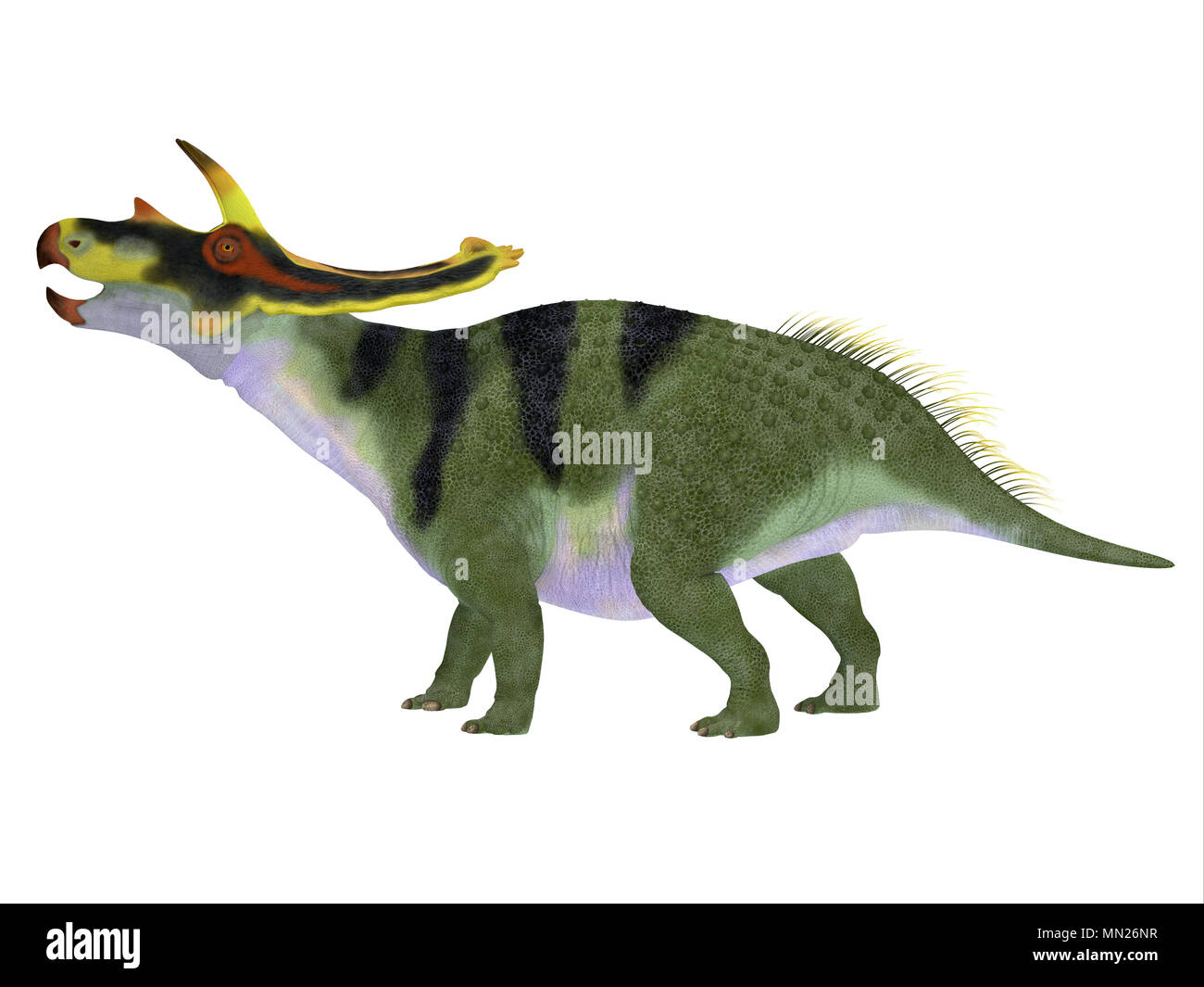 Anchiceratops Dinosaur - Anchiceratops ornatus was a herbivorous ...