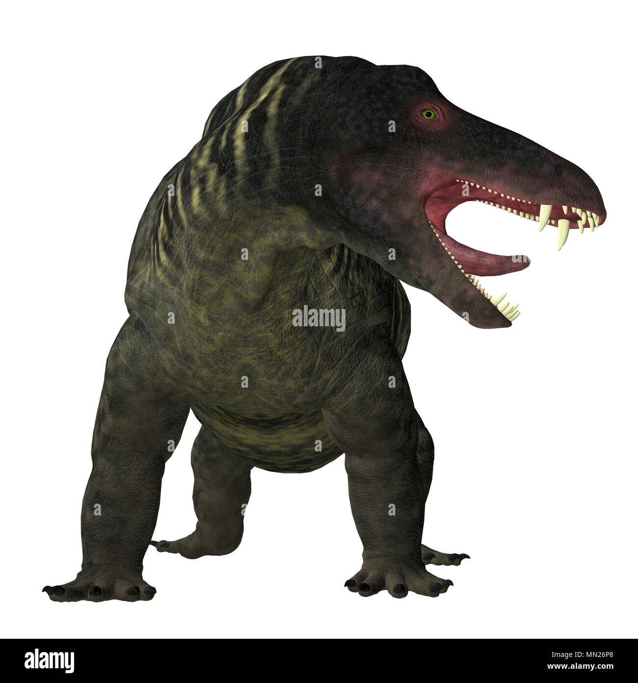 Omnivore Dinosaur Teeth