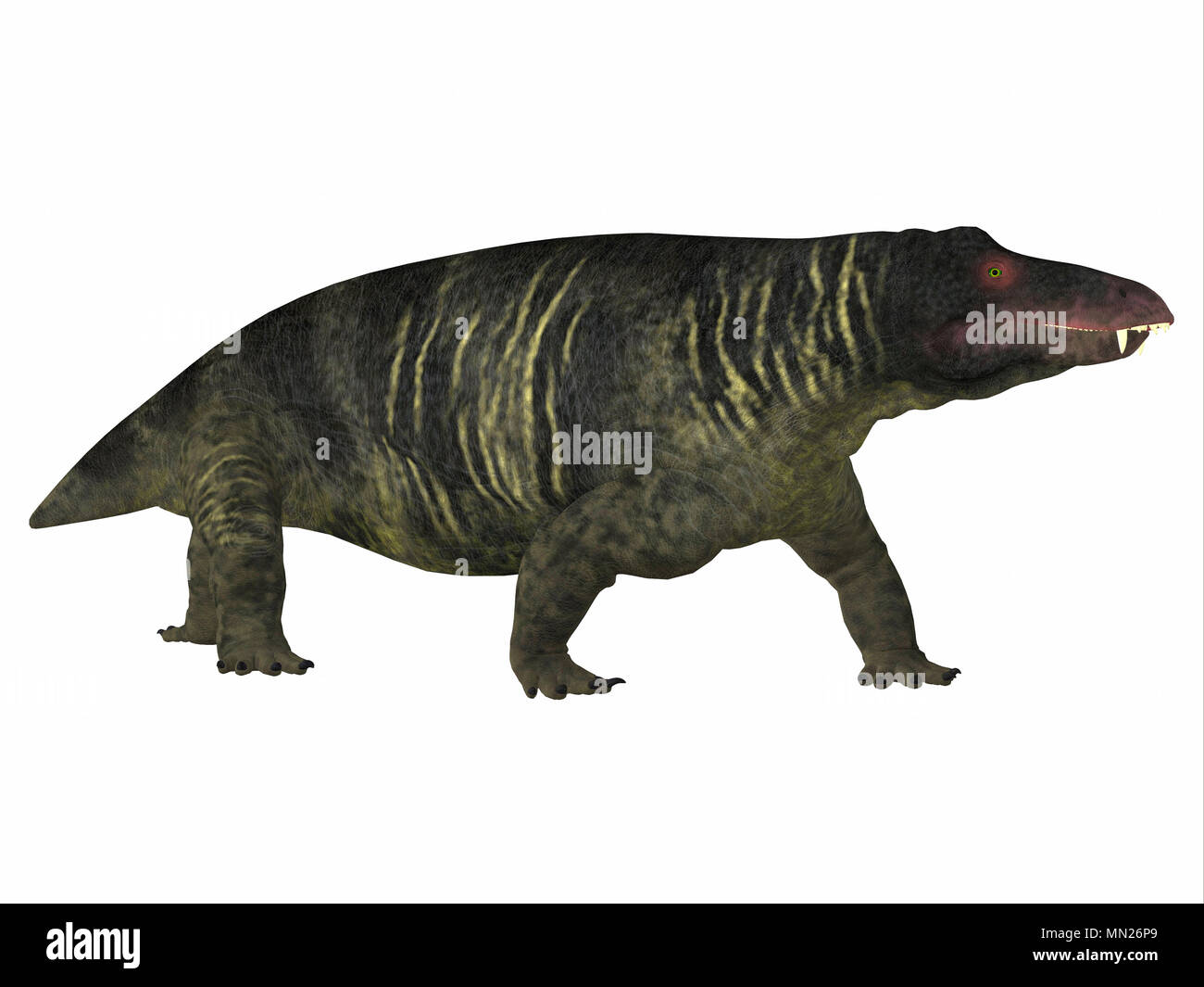 Jonkeria truculenta hi-res stock photography and images - Alamy