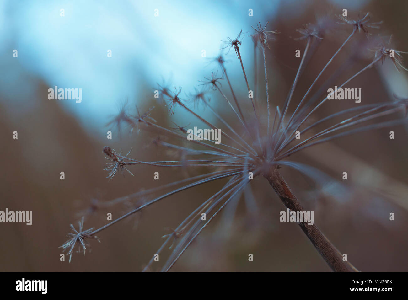 Dry plant texture hi-res stock photography and images - Alamy