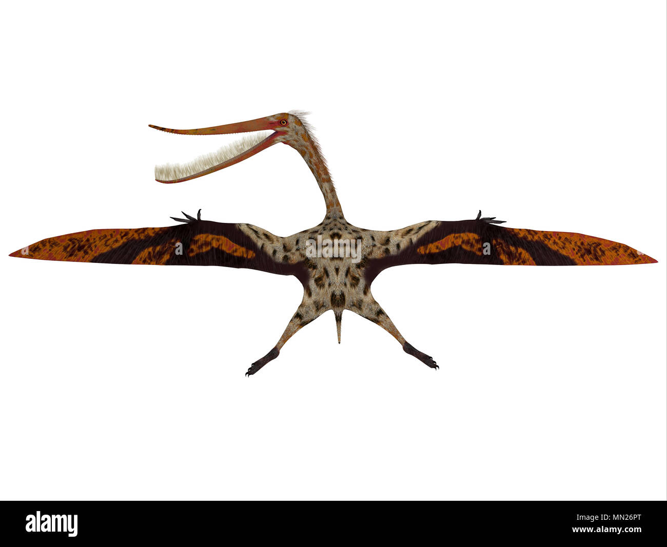 Pterodaustro Reptile in Flight - Pterodaustro guinazui was a ...