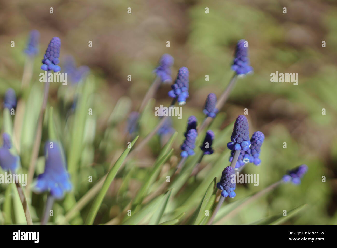 Armenian grape hyacinth muscari armeniacum hi-res stock photography and ...