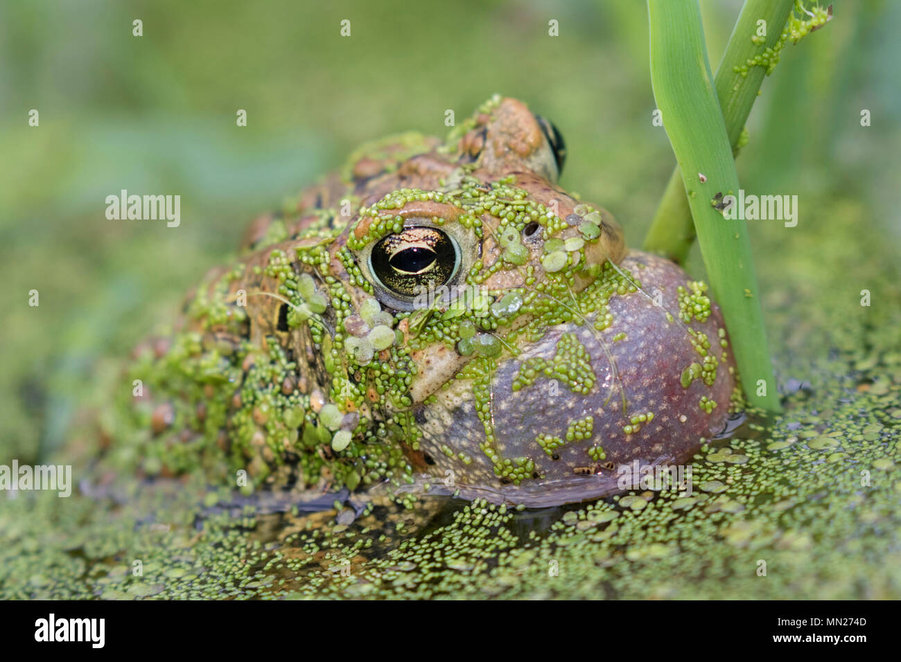 Toad calling hi-res stock photography and images - Alamy