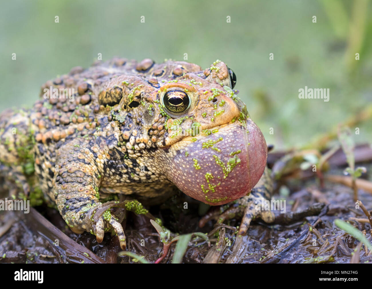 Calling American toad (Anaxyrus americanus Stock Photo - Alamy