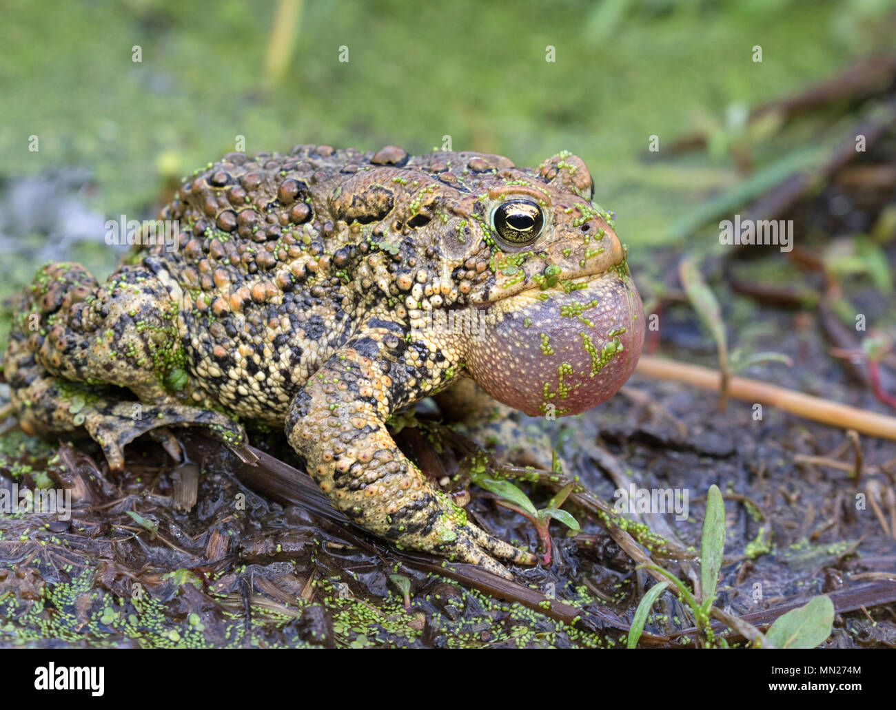 Calling American toad (Anaxyrus americanus Stock Photo - Alamy