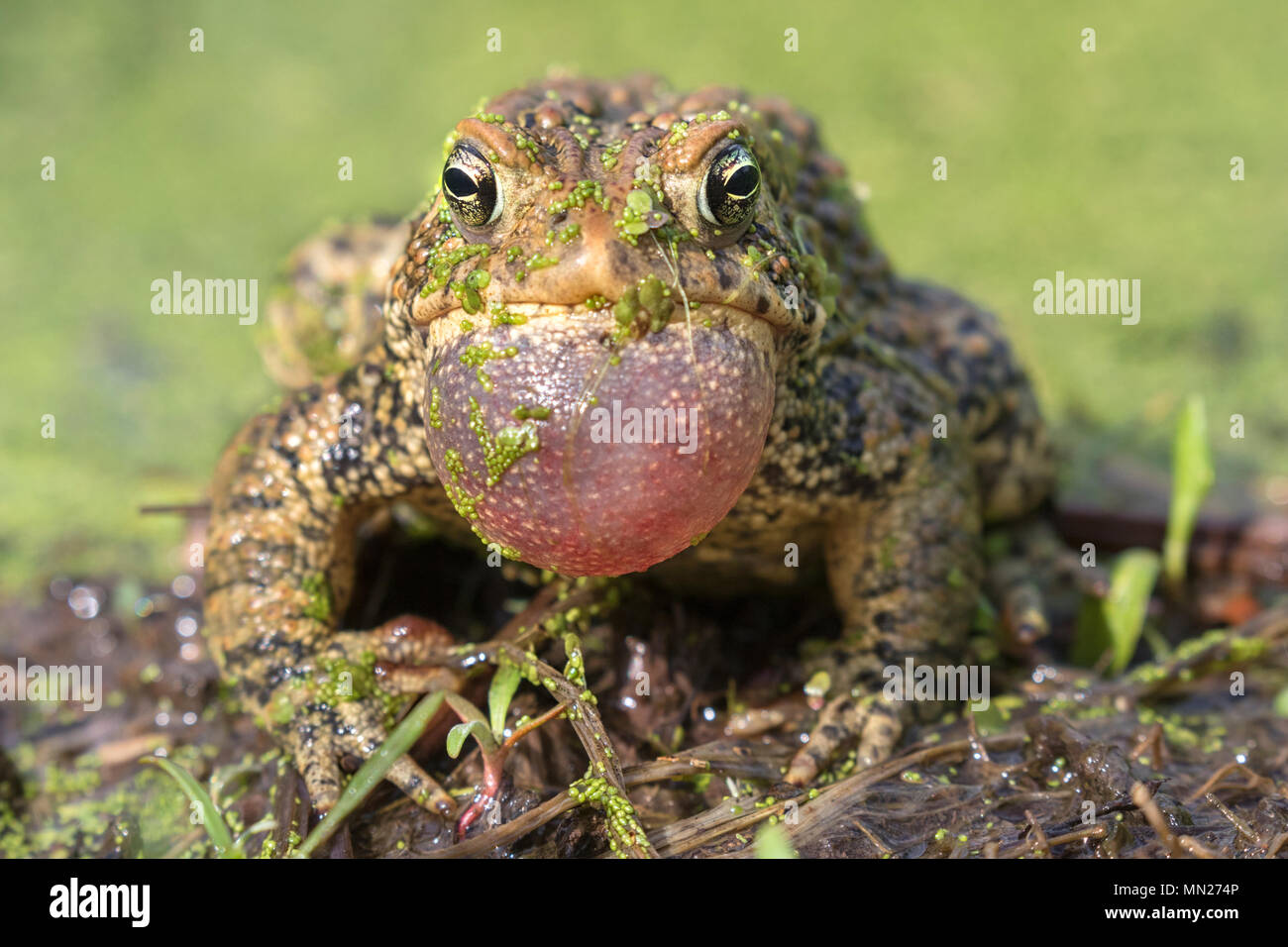 Calling American toad (Anaxyrus americanus) with an inflated sack, Iowa ...