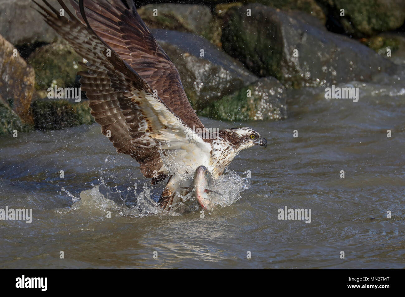 Osprey catching a fish Stock Photo - Alamy