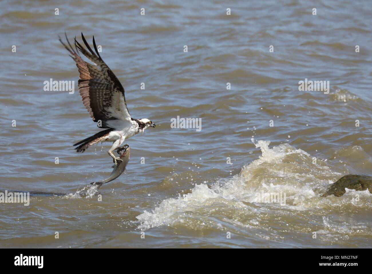 osprey flying away with fish Stock Photo - Alamy