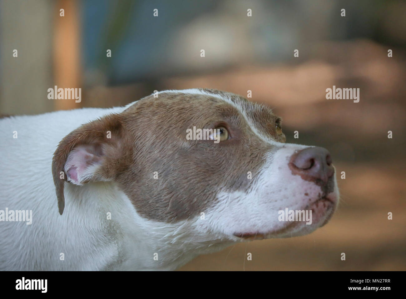 Pit bull waiting hi-res stock photography and images - Alamy