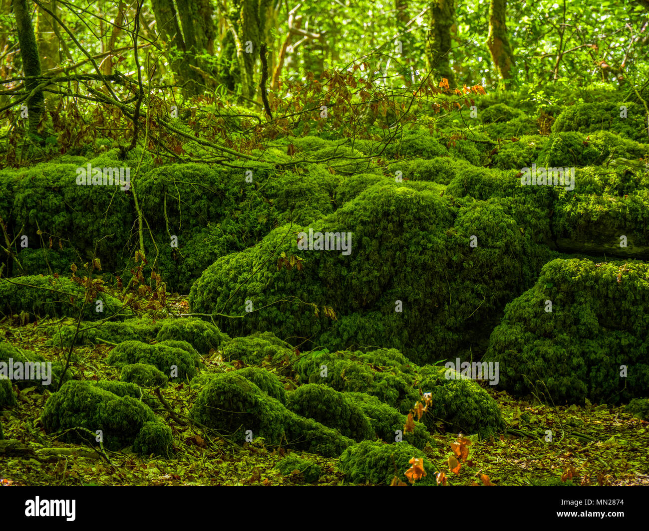 Mossy grounds and wonderful wild nature at Killarney National Park ...