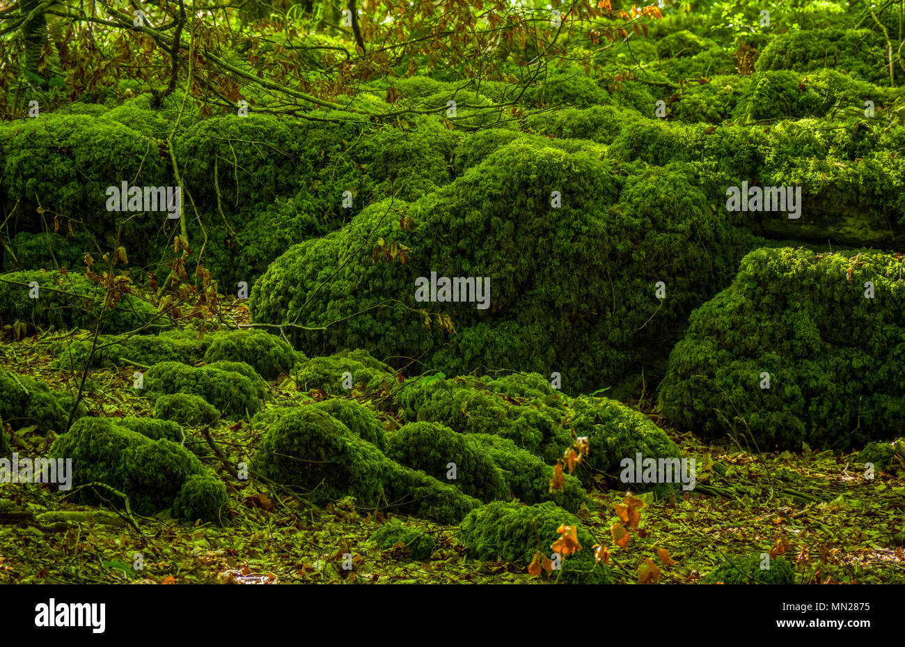 Mossy grounds and wonderful wild nature at Killarney National Park ...