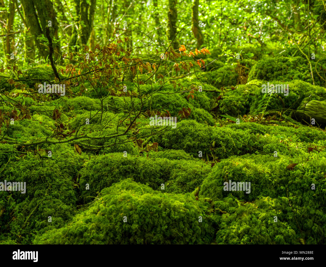 Mossy grounds and wonderful wild nature at Killarney National Park ...